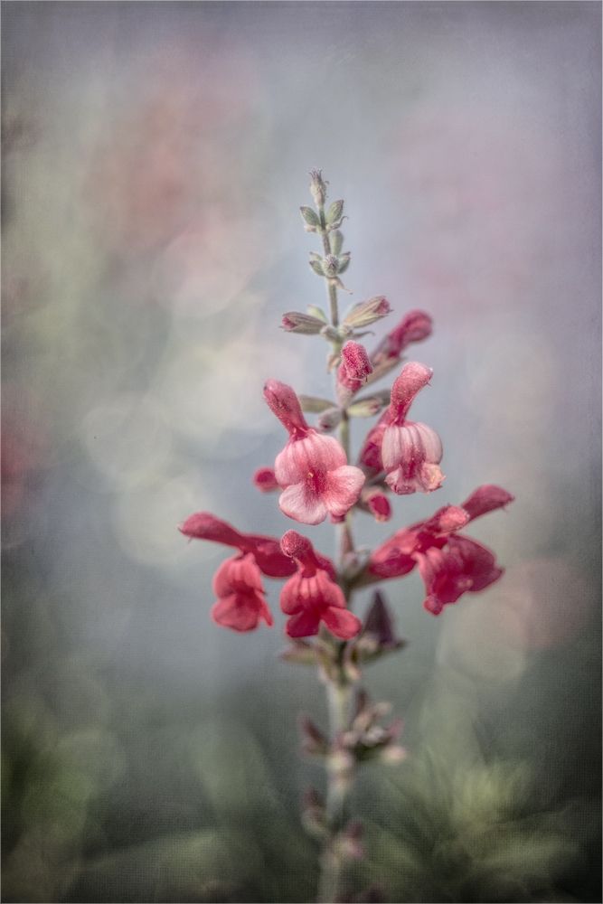 Blühender Salbei Foto & Bild | natur-kreativ, aufnahmetechniken, natur ...