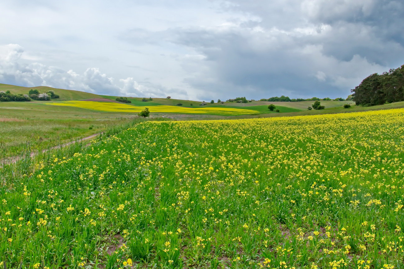 Blühender Senf Foto & Bild | wolken, himmel, natur Bilder auf fotocommunity