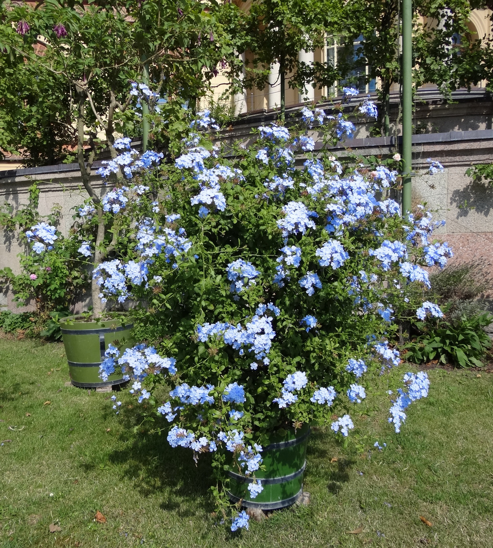 Blühender Strauch ? Foto & Bild | pflanzen, pilze & flechten, blüten ...