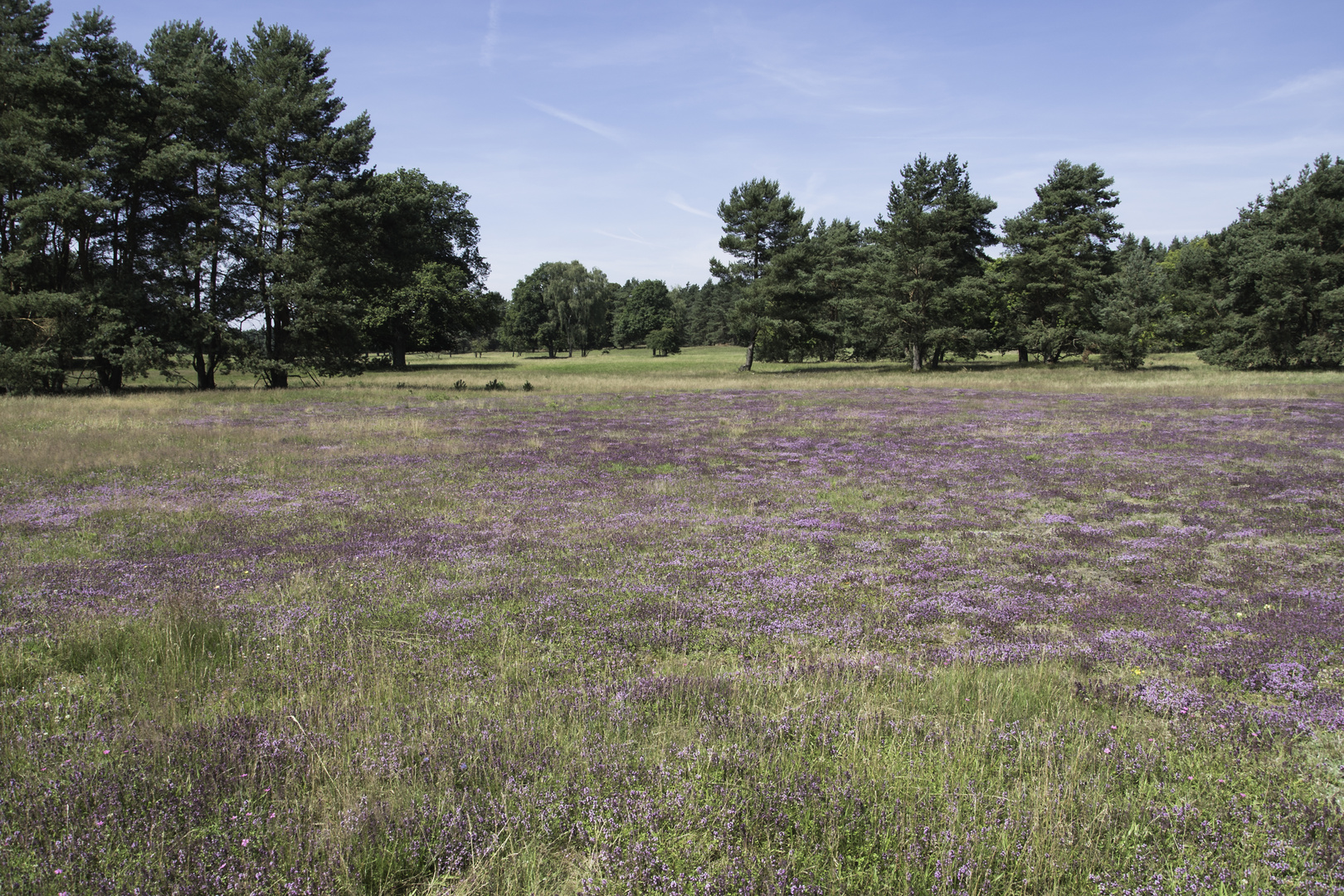 Blühender Thymian bei Haustenbeck in der Senne Foto & Bild | landschaft ...