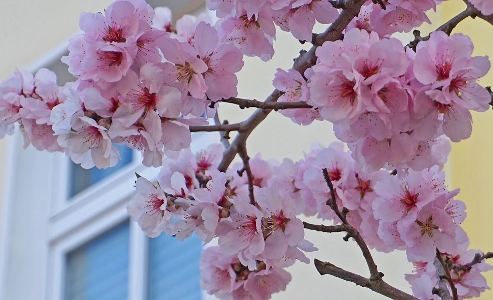 Blühender Zweig Foto & Bild | bäume, jahreszeit, landschaft Bilder auf ...
