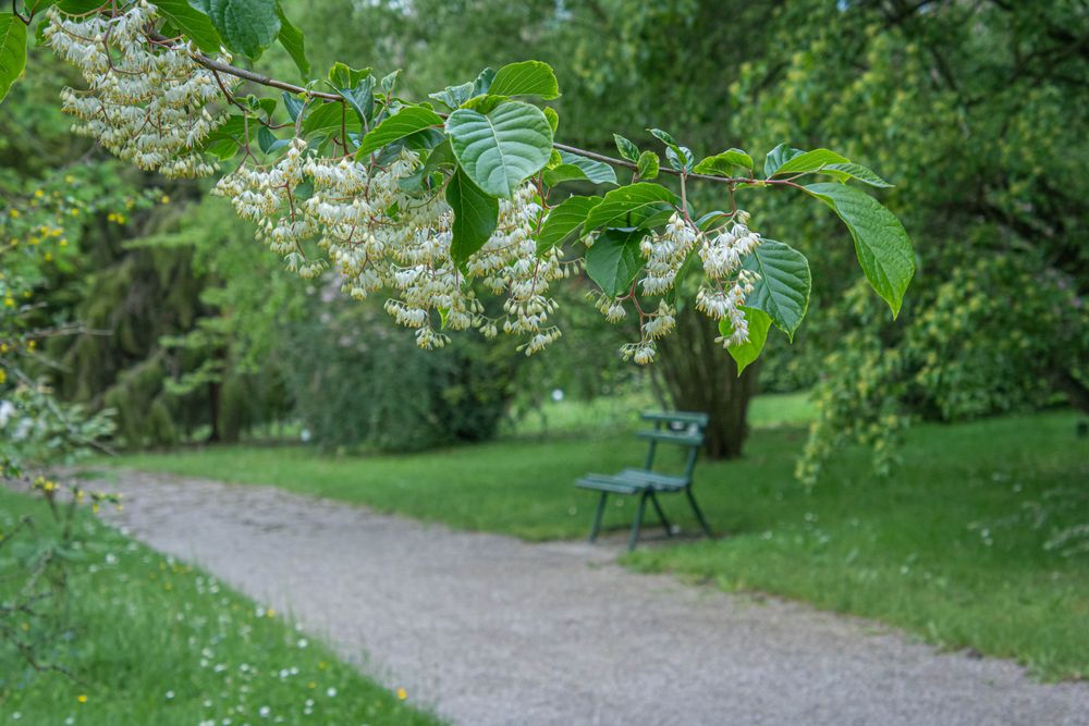 Blühender Zweig Foto & Bild | natur, landschaft Bilder auf fotocommunity