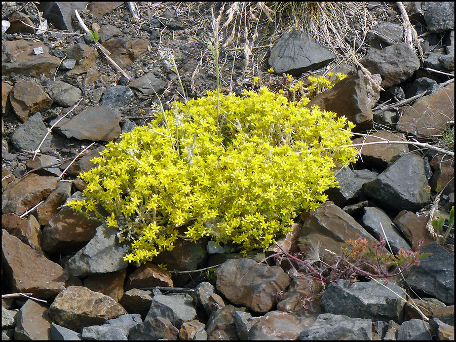 Blühendes Moos Foto & Bild | pflanzen, pilze & flechten, moose & farne ...