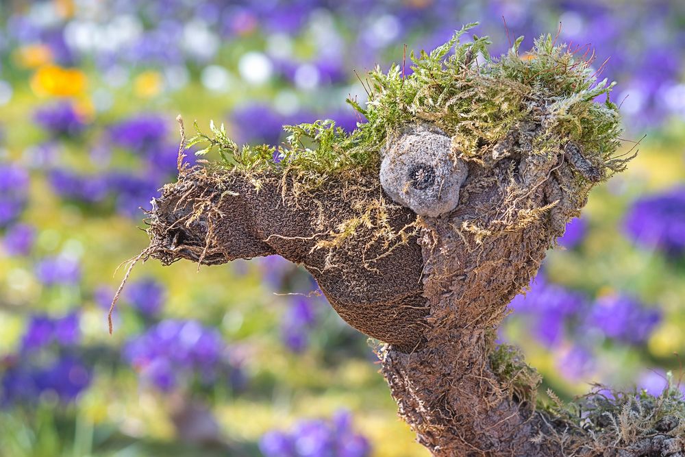 blühendes Moos Foto & Bild | pflanzen, pilze & flechten, blüten ...
