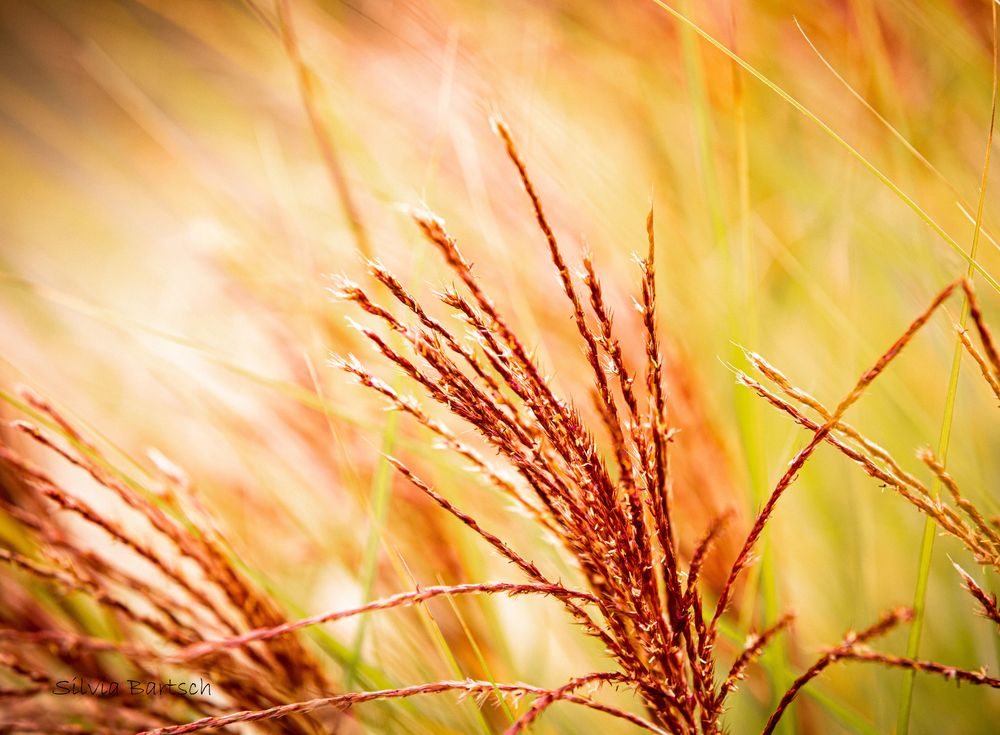 Blühendes Schilfgras Foto & Bild | natur, pflanzen, pilze & flechten ...
