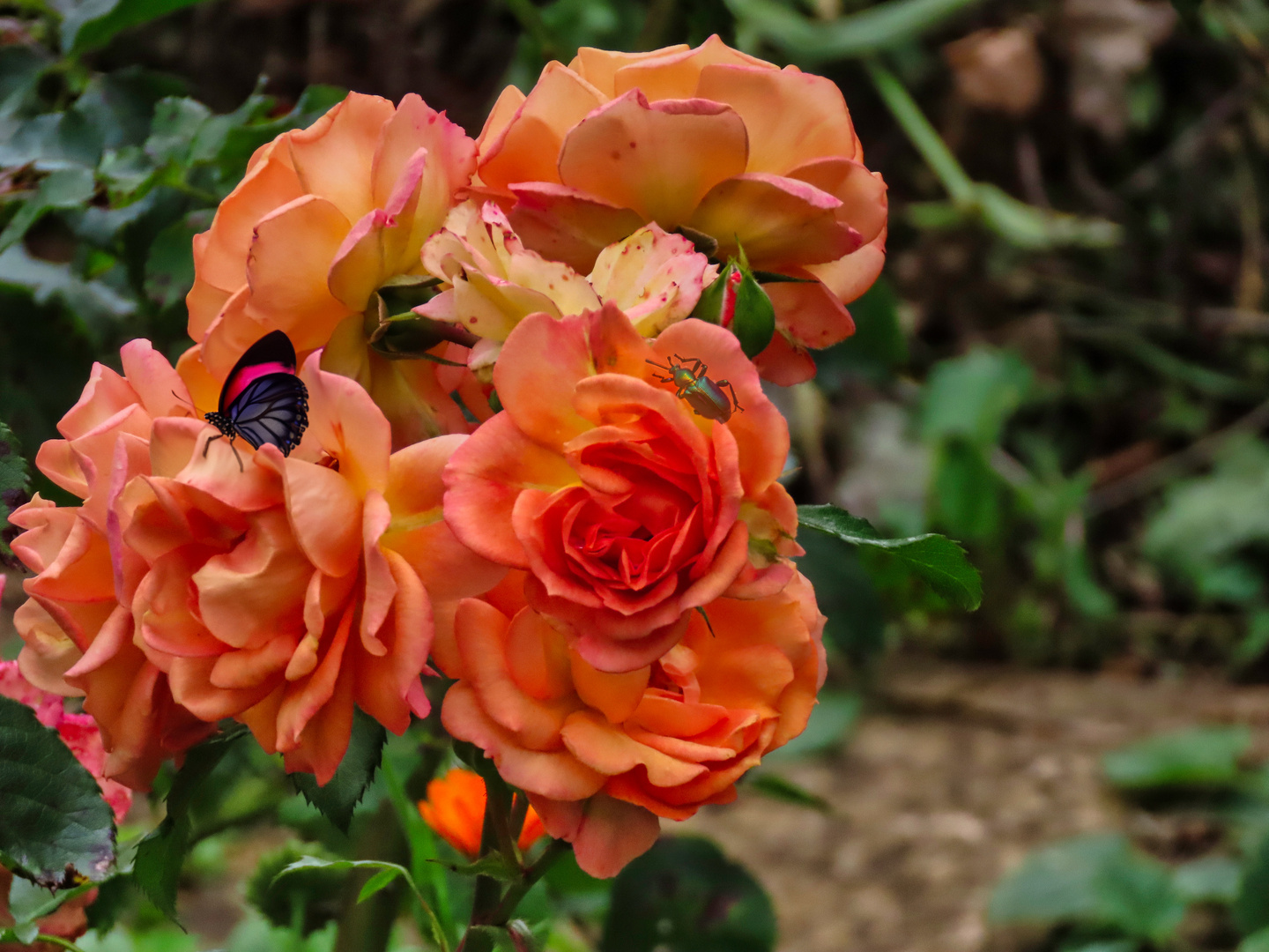 Blühpflanzenbesucher - Thementag Foto & Bild | projekte, fotomontage, natur-kreativ Bilder auf ...