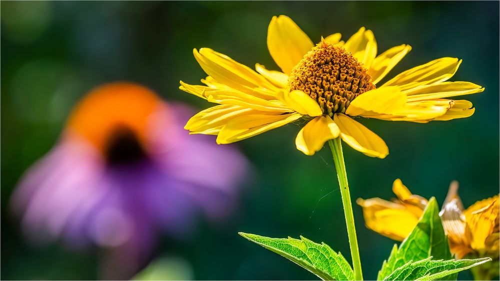 Blühwillig und ausdauernd – Sonnenhüte … Foto & Bild | spezial, natur ...
