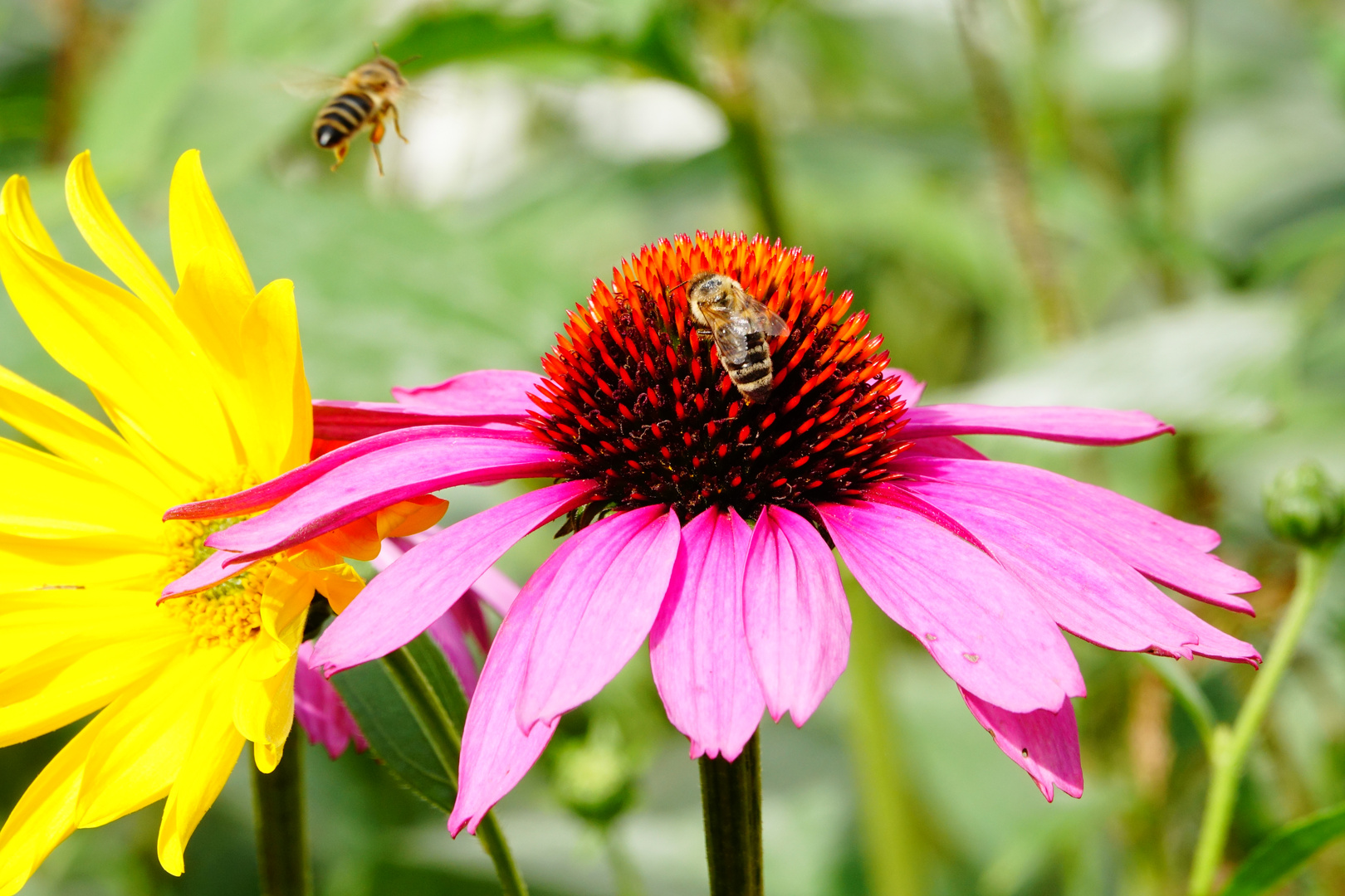 Blümchen & Bienchen Foto & Bild | sommer, natur, pflanzen Bilder auf ...