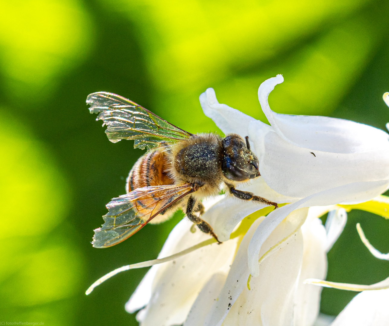Blümchen und Bienchen Foto & Bild | tiere, natur, pflanzen Bilder auf ...
