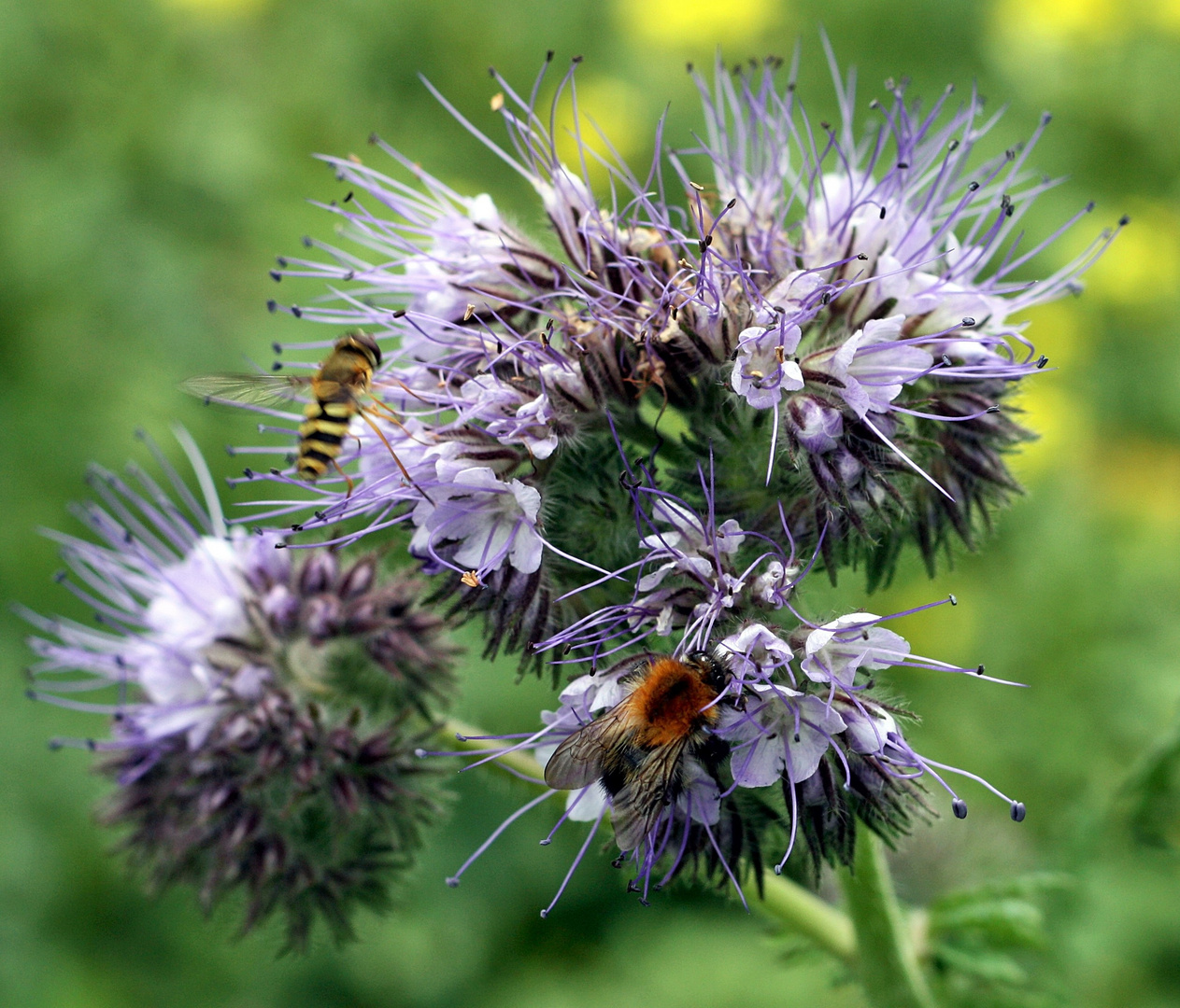 Blümchen und Bienchen Foto & Bild | sommer, natur, pflanzen Bilder auf ...