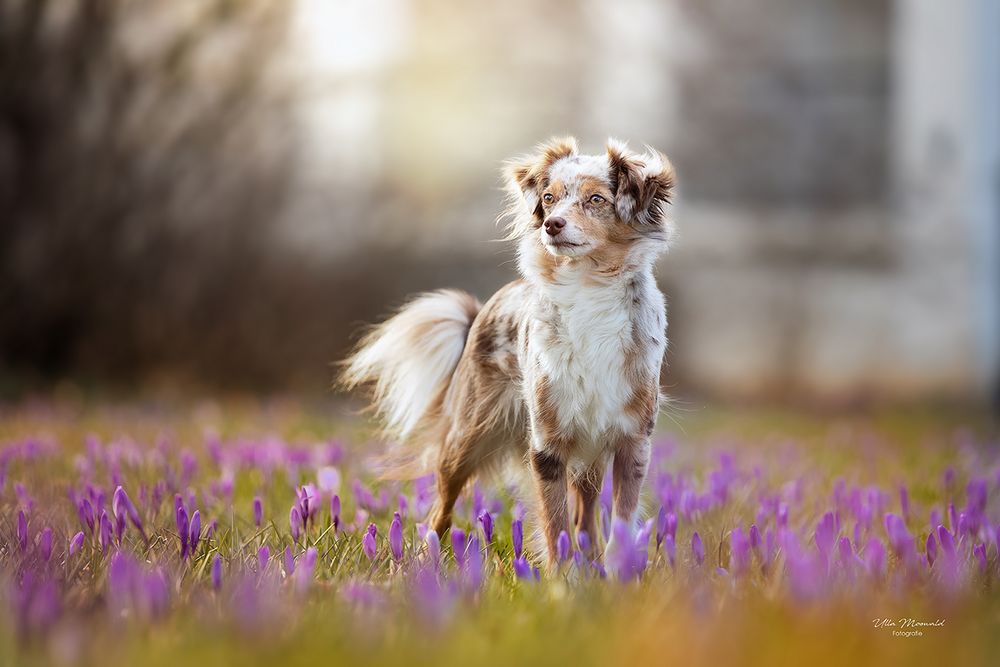 ...Blümchenzwerg... Foto & Bild | outdoor, hunde, frühling Bilder auf fotocommunity