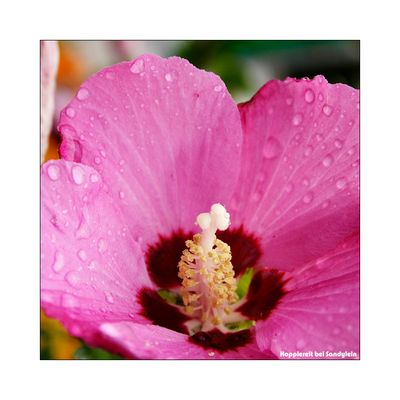 Sandylein - geliebt und gehasst - Fotos & Bilder - Fotografin aus purer ...