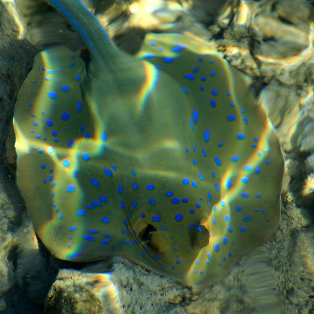 Bluespotted Stingray - Blaupunktrochen Foto & Bild | urlaub, spezial ...
