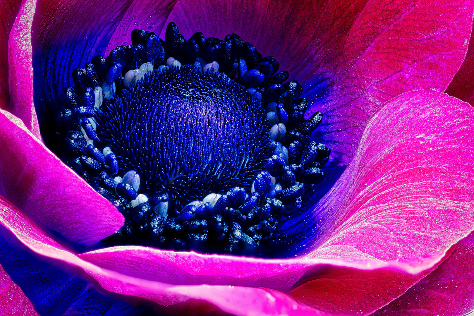 Blüte Foto & Bild | nah- & makro, techniken, aufnahme-techniken Bilder auf fotocommunity