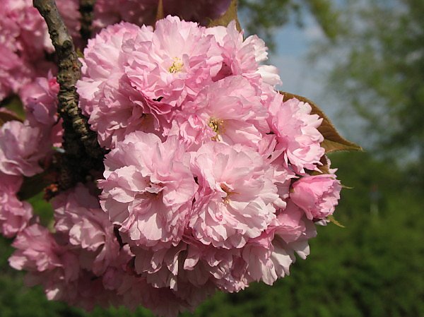 Blüte der Japanischen Kirsche Foto & Bild | pflanzen, pilze & flechten ...