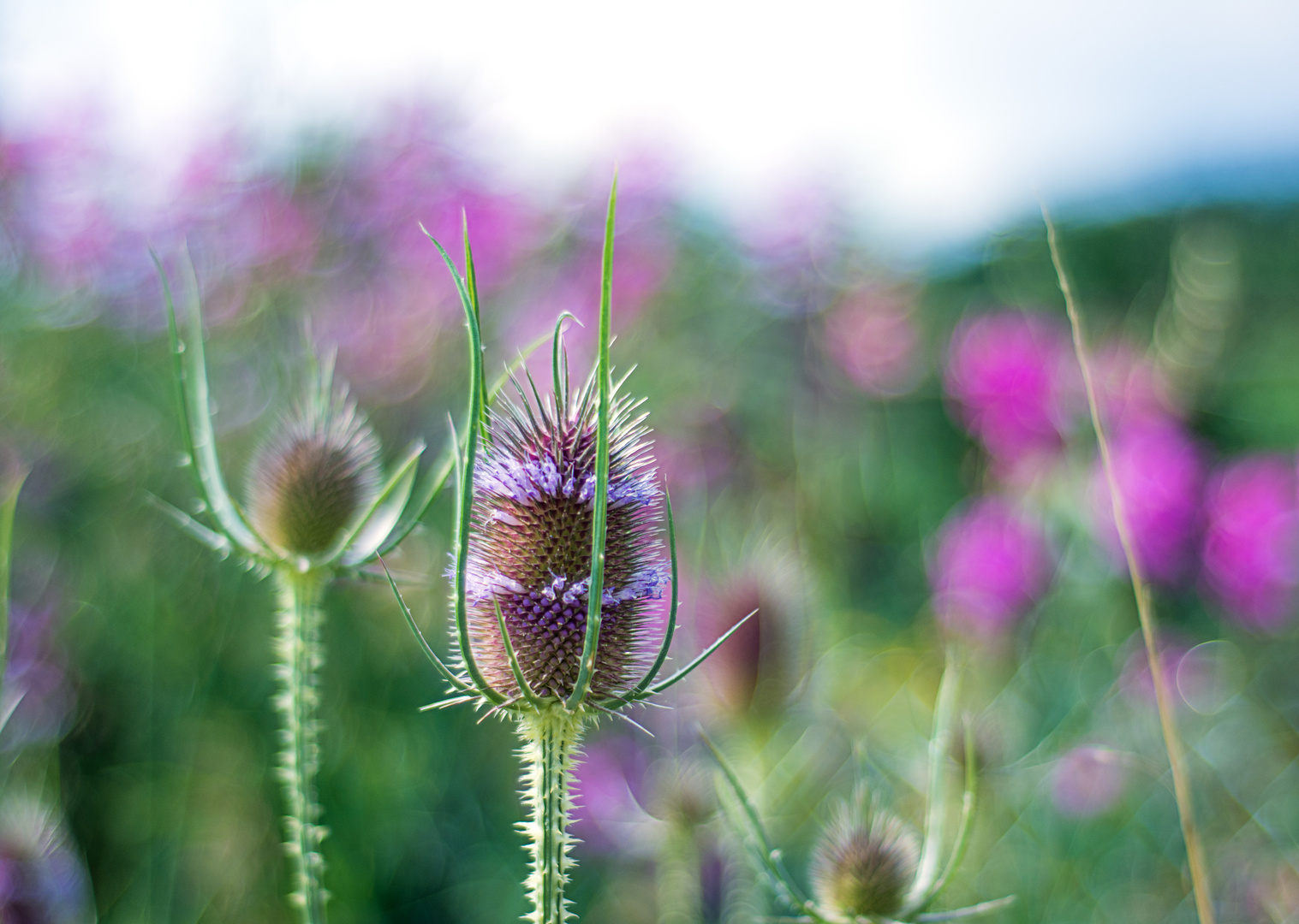 Blüte der Karde Foto & Bild | sommer, natur, schweiz Bilder auf ...