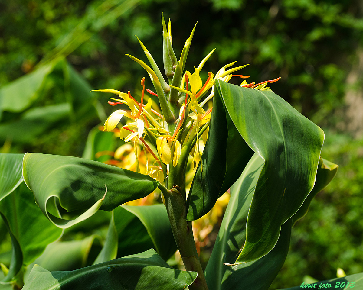 Blüte einer Ingwerpflanze. Foto & Bild | pflanzen, pilze & flechten ...