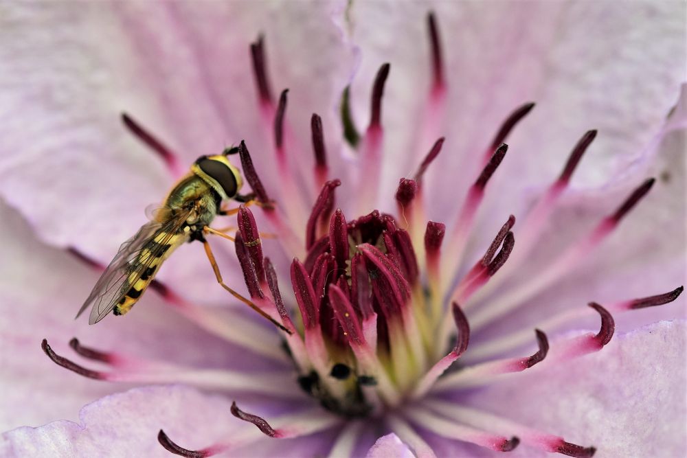 Blüte mit Fliege 1 Foto & Bild | tiere, wildlife, insekten Bilder auf ...