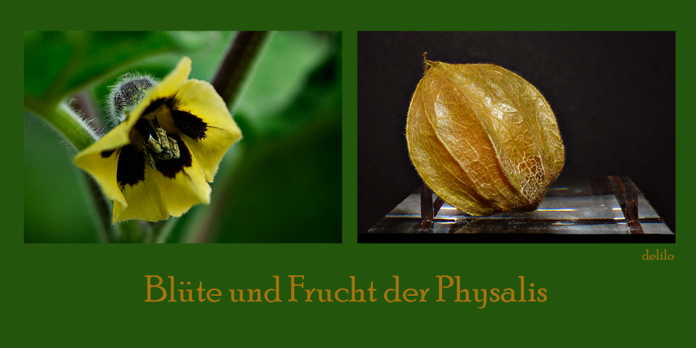 Blüte und Frucht der Physalis Foto & Bild | pflanzen, pilze & flechten ...