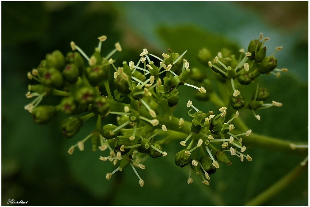 Blüten der Rebe Foto & Bild | spezial, natur, pflanzen Bilder auf ...