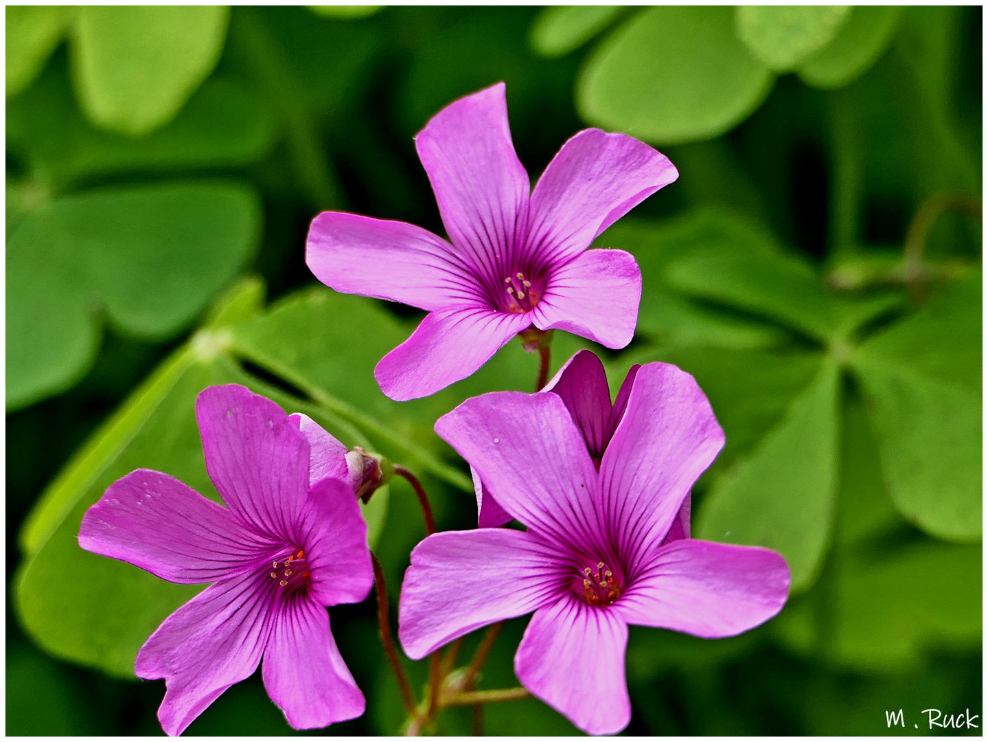 Blüten des Klee , Foto & Bild | pflanzen, pilze & flechten, sommer ...