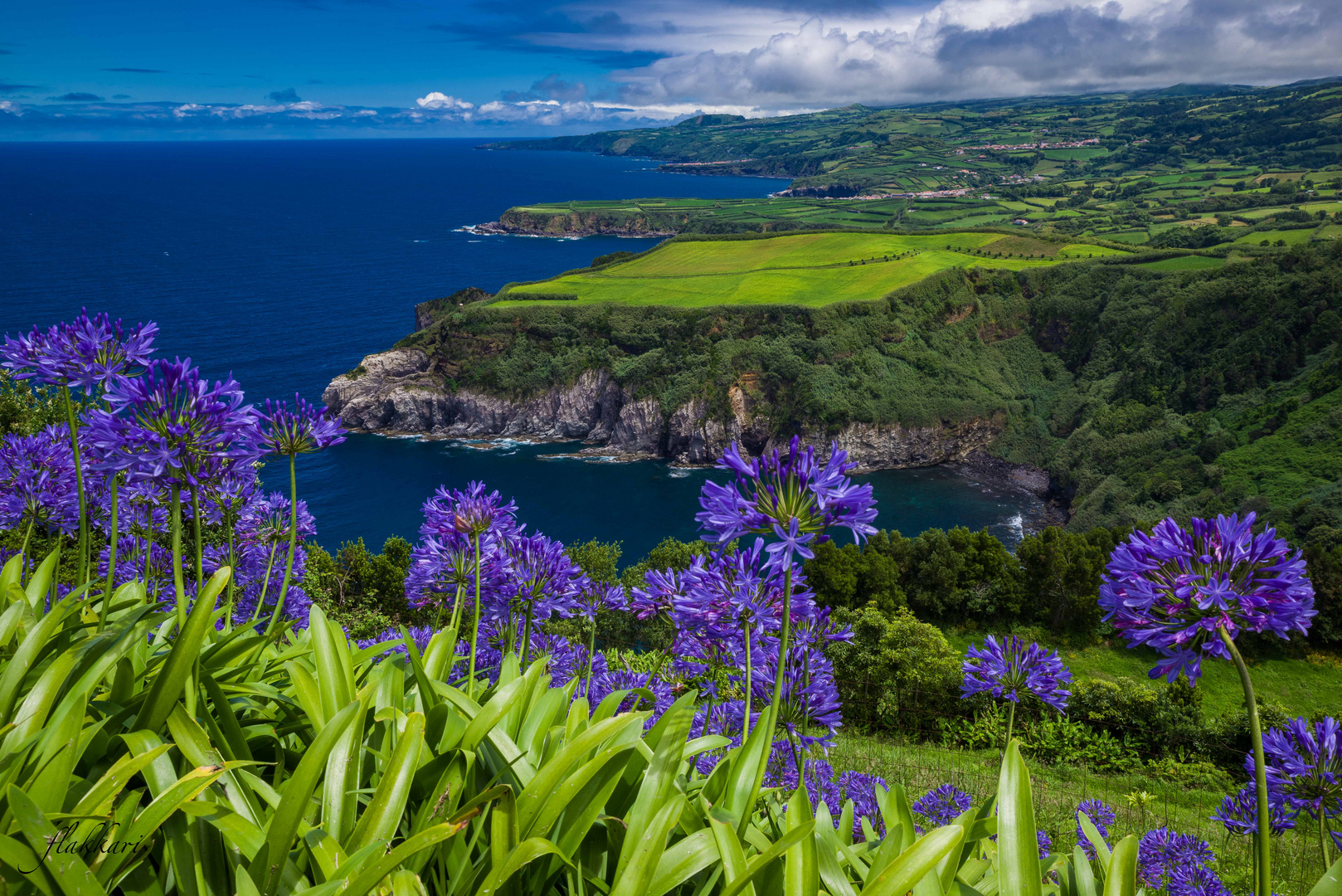 Blüten-Meer Foto & Bild | outdoor, steilküste, lilie Bilder auf ...