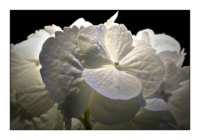 Blüten w.e.i.s.s. Foto & Bild | nah- & makro, techniken, aufnahme-techniken Bilder auf fotocommunity