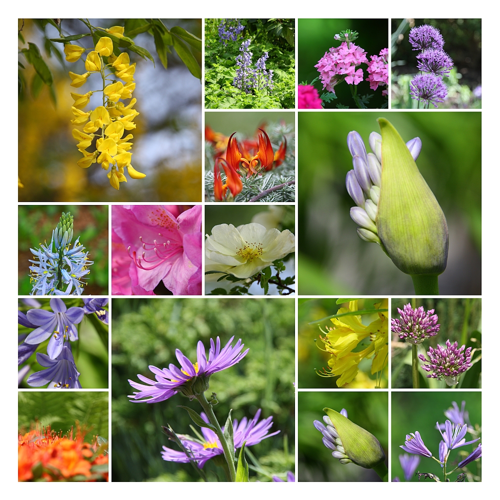 Blütenmeer Foto & Bild | jahreszeiten, frühling, natur Bilder auf fotocommunity