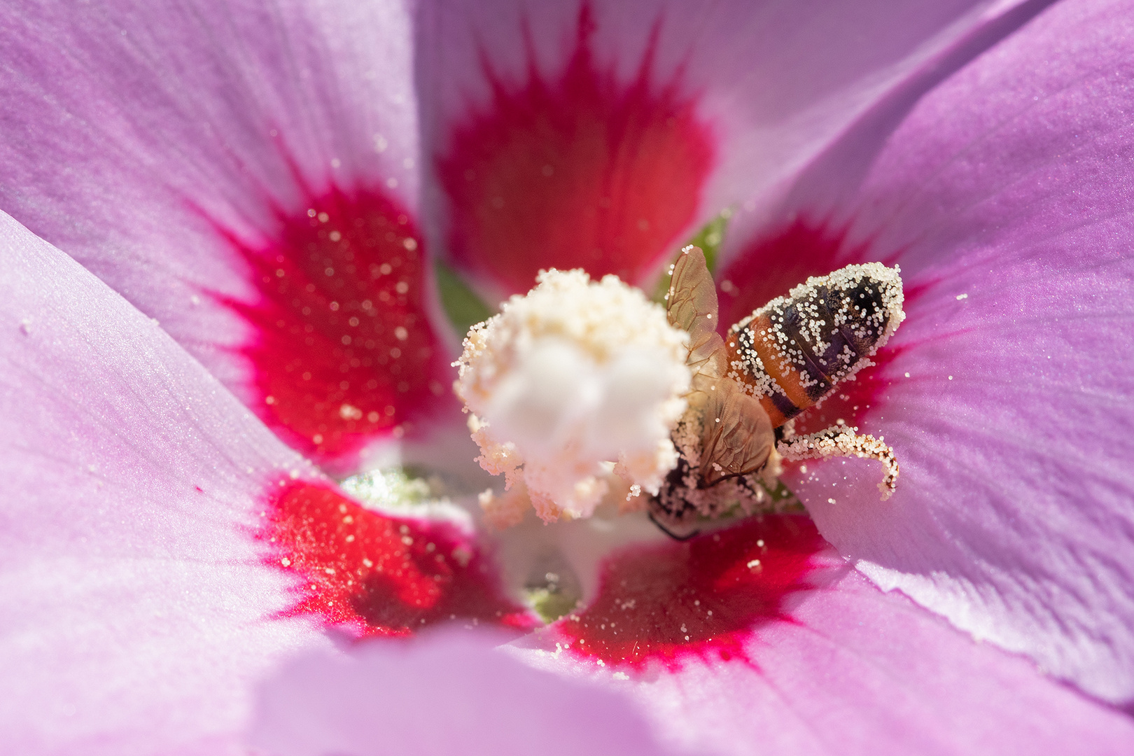 Blütenpollen Foto & Bild | tiere, wildlife, insekten Bilder auf ...