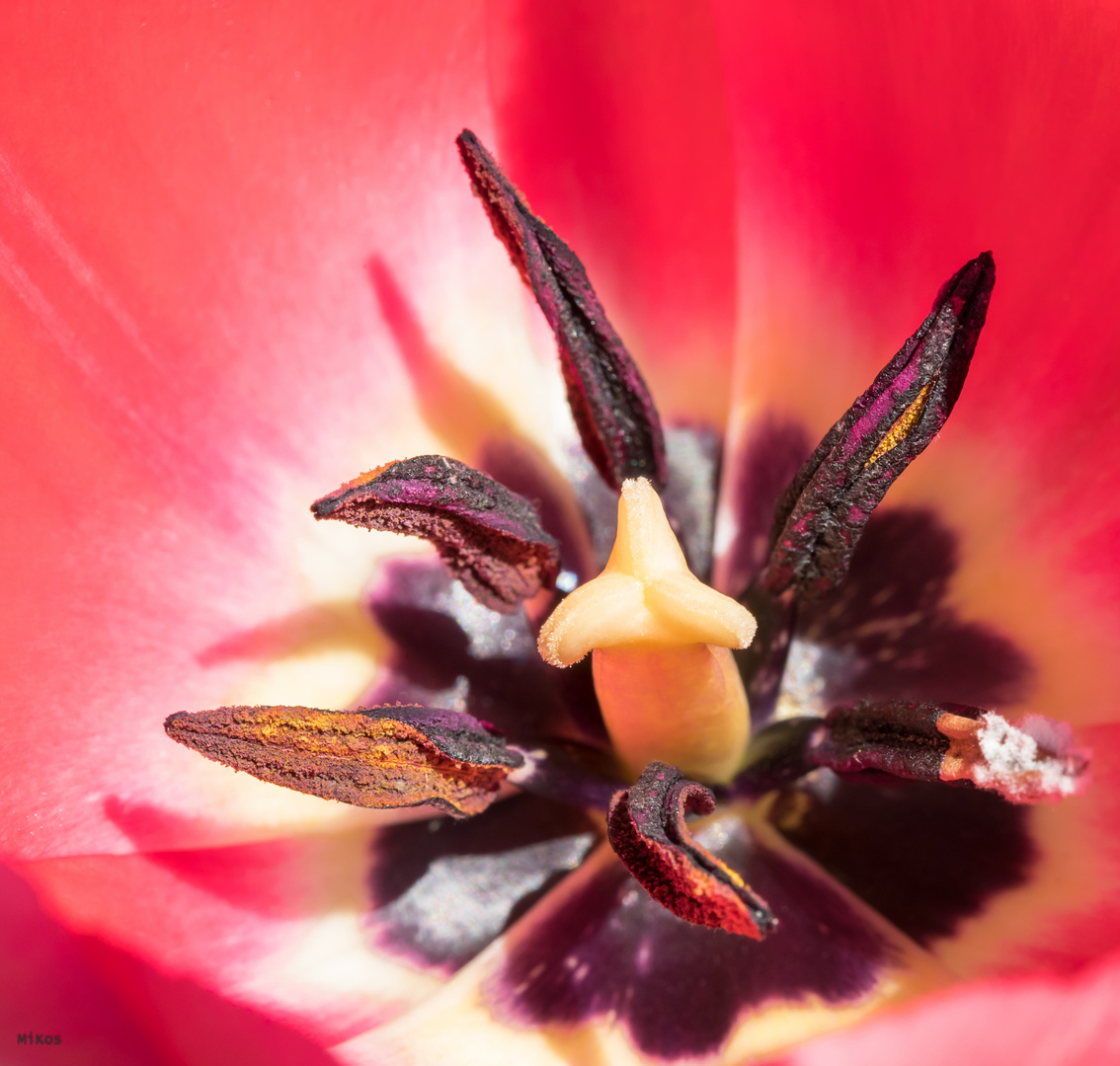 Blütenstempel einer Tulpe Foto & Bild | pflanzen, pilze & flechten, blüten- & kleinpflanzen ...