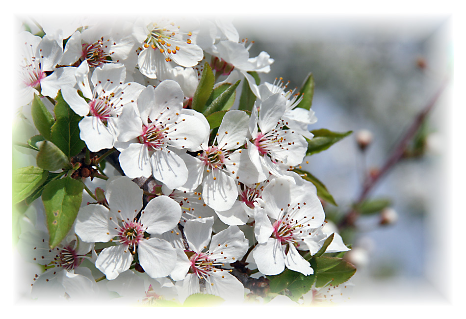 Blütentraum Foto & Bild | jahreszeiten, frühling, natur Bilder auf ...
