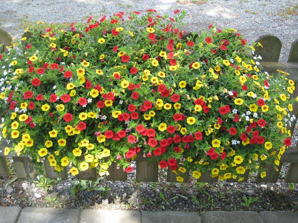 Blütentraum Foto & Bild | pflanzen, samen, natur, pflanzen Bilder auf fotocommunity