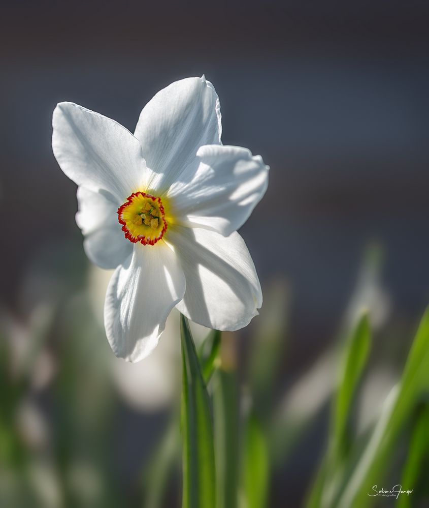 Blütenweiß Foto & Bild | natur-makros, projekte, natur-kreativ Bilder auf fotocommunity