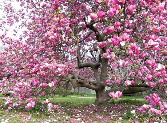 Einzelbäume Bilder & Fotos