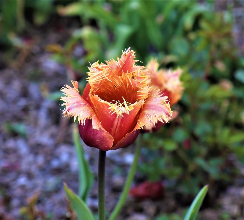 Blume Foto & Bild | natur, pflanzen Bilder auf fotocommunity