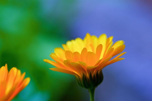 Sommer Bilder & Fotos