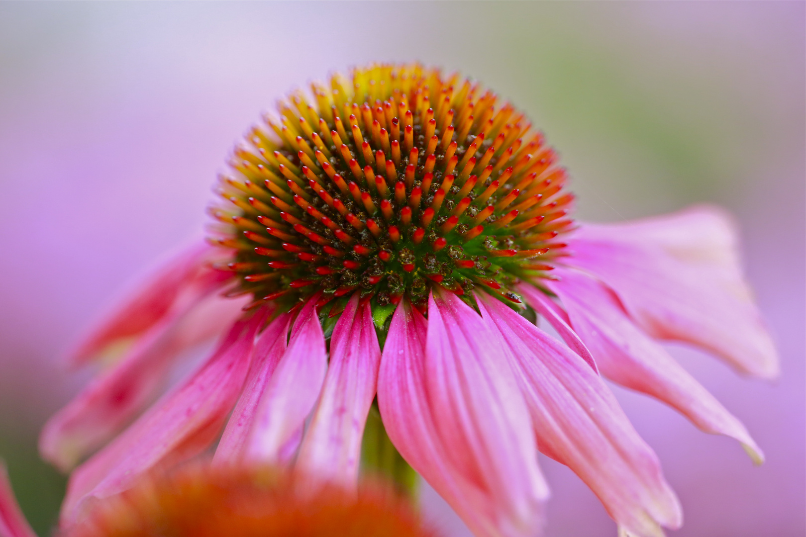 Blume-5 Foto & Bild | pflanzen, pilze & flechten, blüten ...