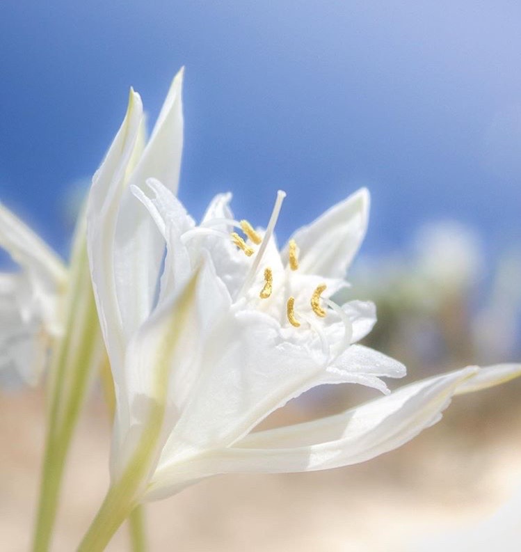 Blume am Strand Foto & Bild | natur, pflanzen, blüten Bilder auf ...