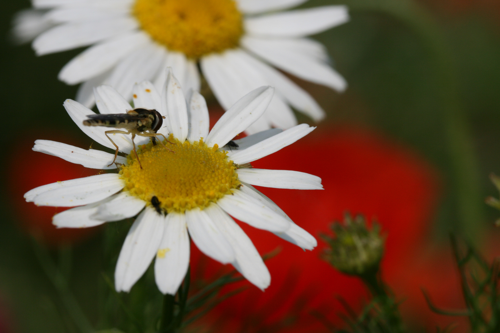 Blume Foto & Bild | landschaft, fotos, natur Bilder auf fotocommunity