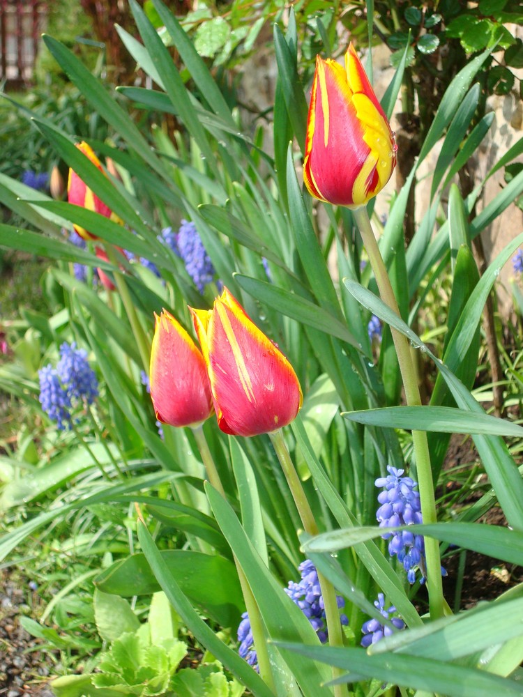 Blume des Monats April Foto & Bild | pflanzen, pilze & flechten, blüten ...