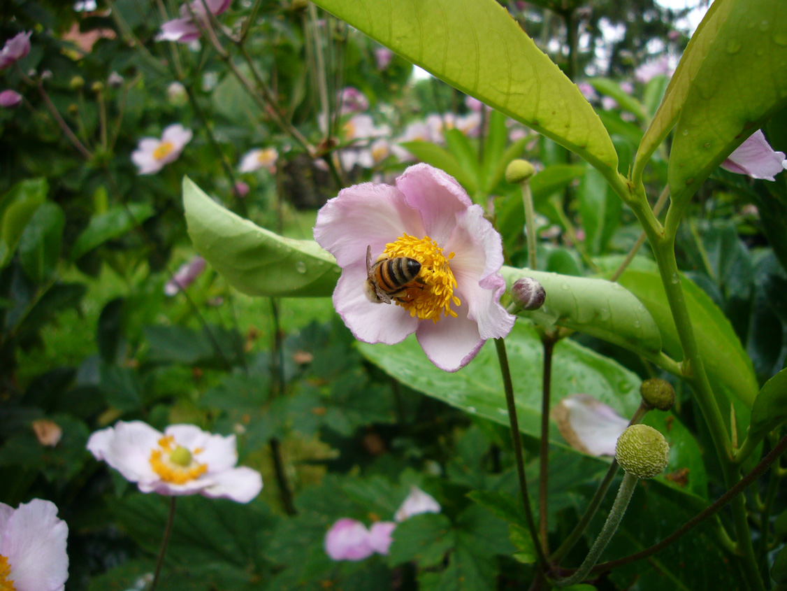 Blume mit Biene Foto & Bild | natur-kreativ, natur, blume Bilder auf ...