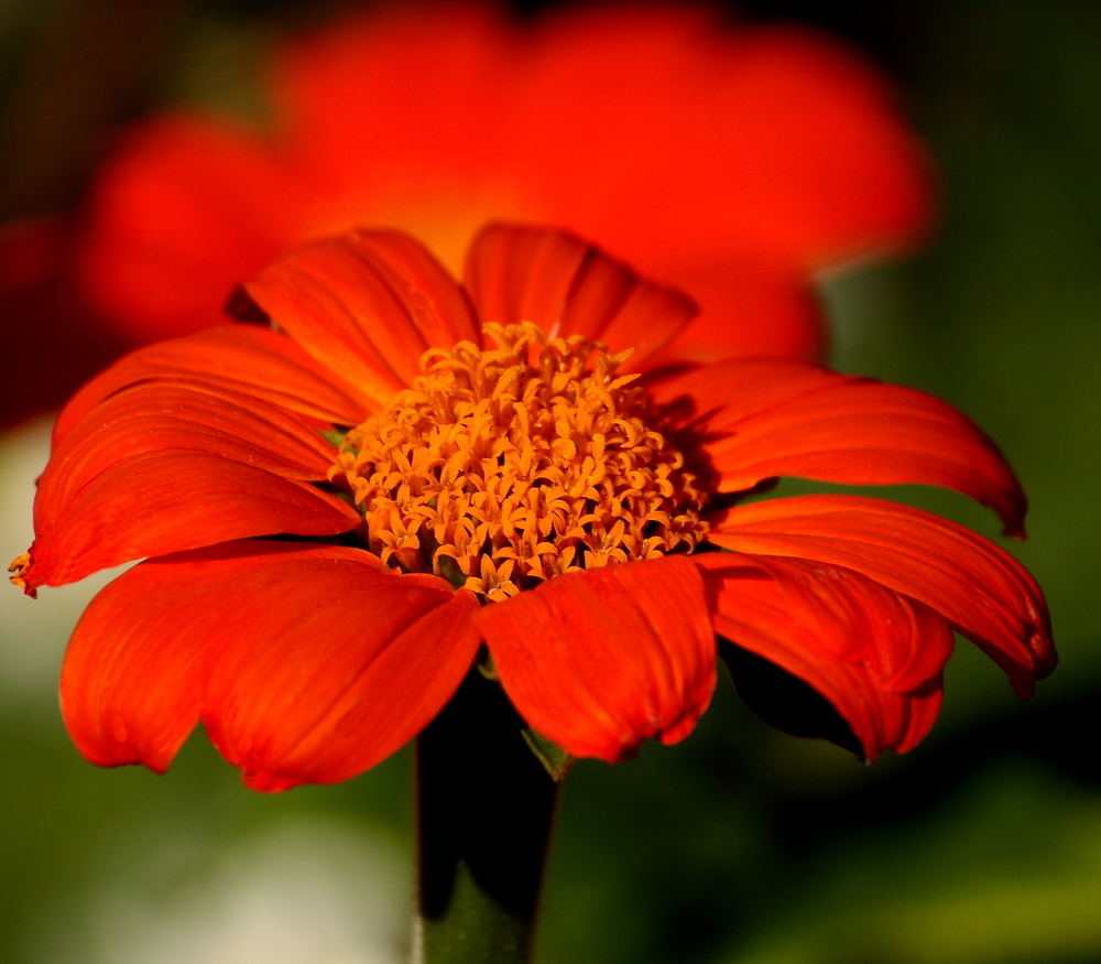 Blume -- Rot Foto & Bild | pflanzen, pilze & flechten, blüten ...