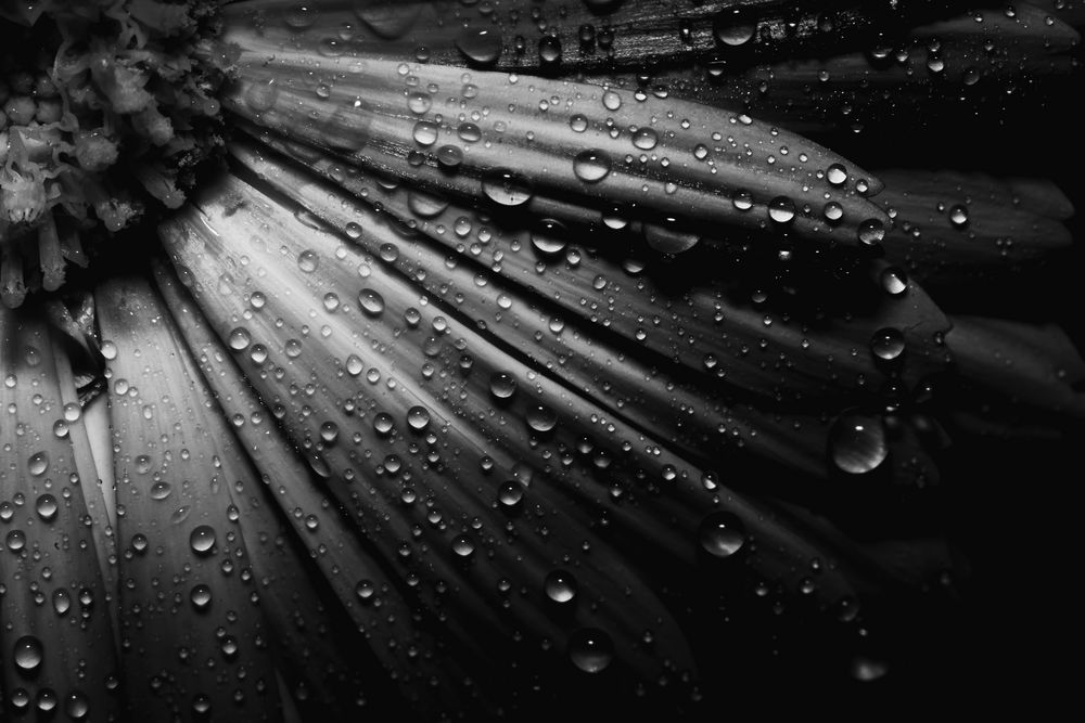 Blume SW Foto & Bild | fotos, natur, blume Bilder auf fotocommunity