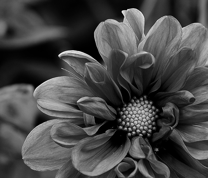 Blume S/W Foto & Bild | natur-kreativ, aufnahmetechniken, natur fine ...