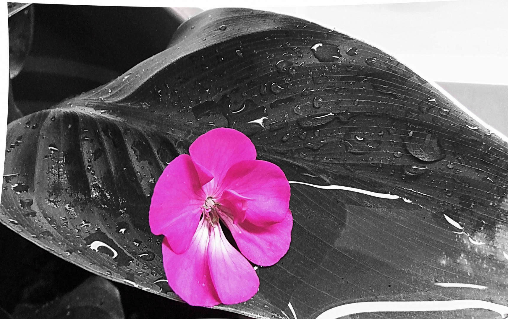 Blume und schwarz - weiss Foto & Bild | natur-kreativ, bea, natur ...