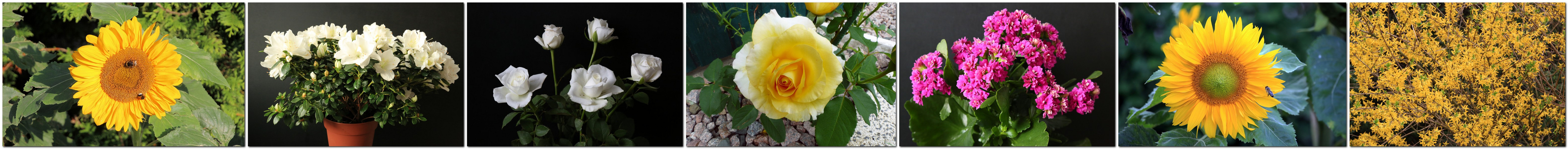 Blumen... Foto & Bild | fotos, world, spezial Bilder auf fotocommunity