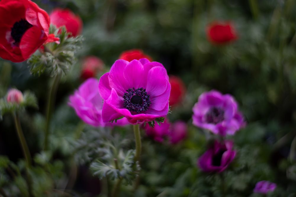 Blumen 1 Foto & Bild | blumen, fotos, natur Bilder auf fotocommunity