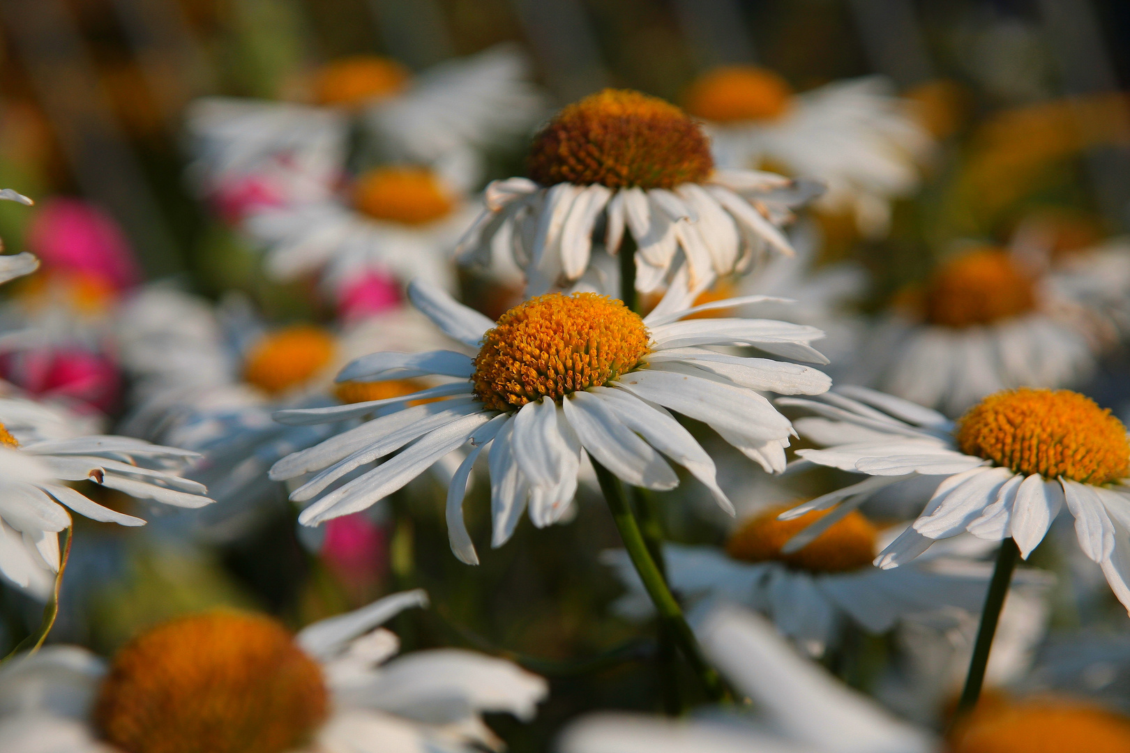 Blumen 6 Foto And Bild Pflanzen Pilze And Flechten Blüten