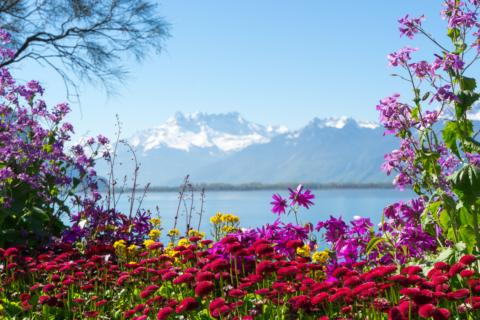Blumen am See Foto & Bild | sonne, schnee, himmel Bilder auf fotocommunity