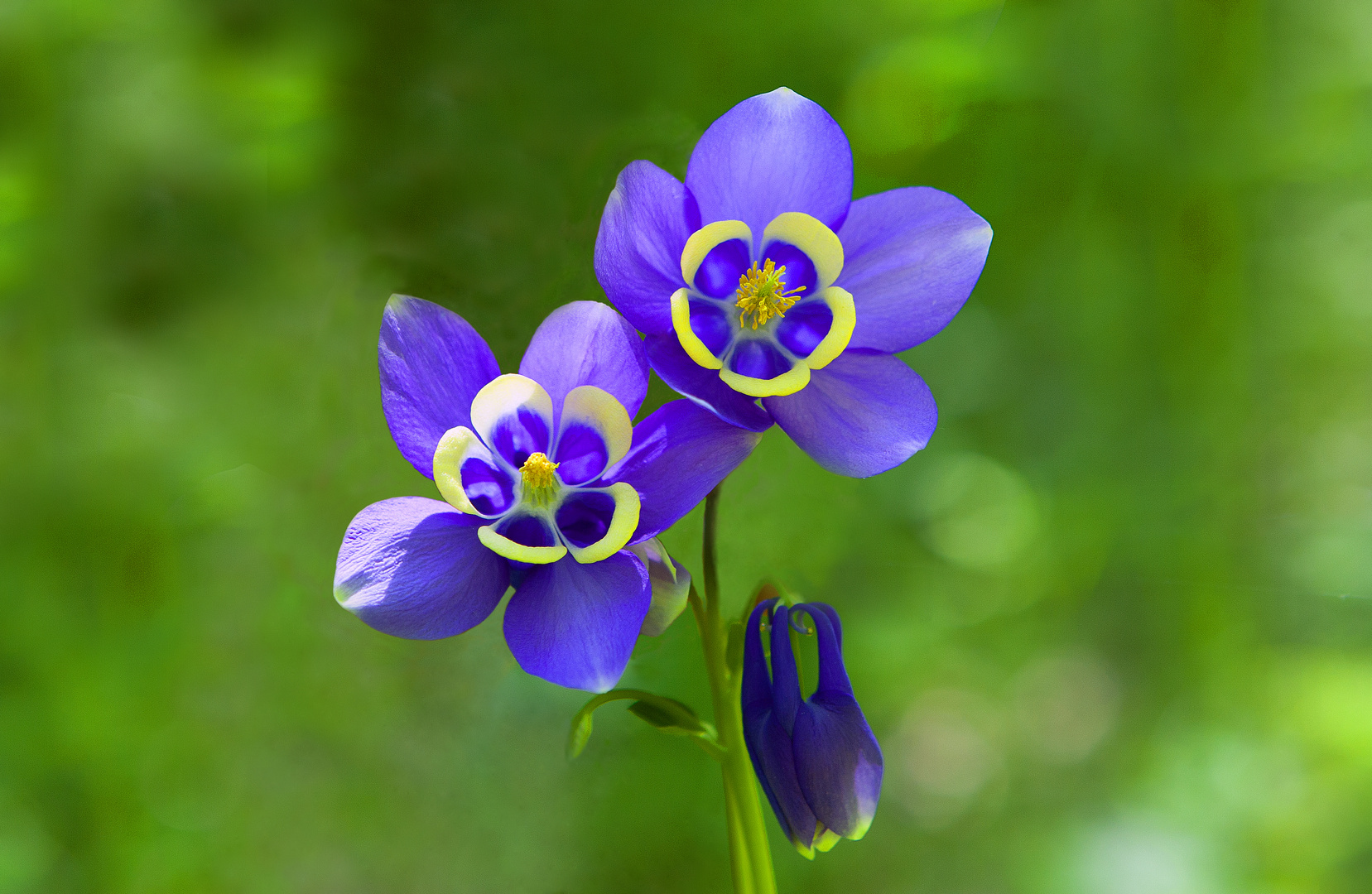 Blumen der Taiga 1 Foto & Bild | blumen, world, outdoor Bilder auf ...